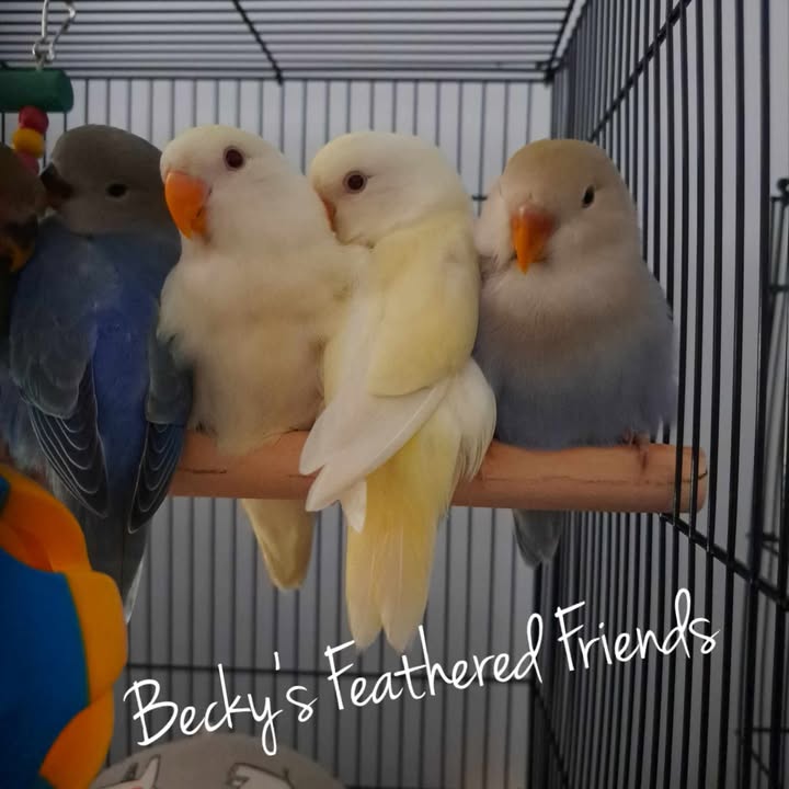 Available Birds – Becky's Feathered Friends