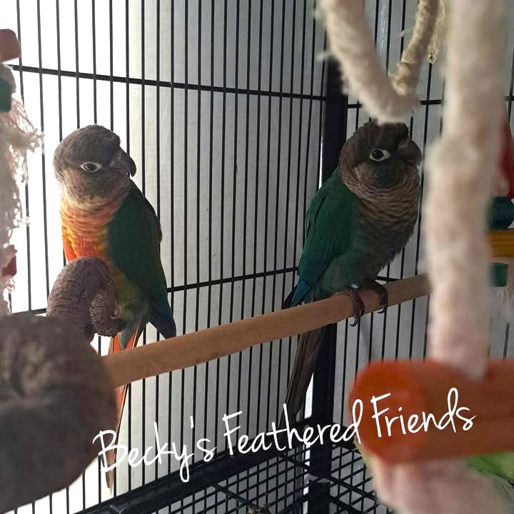 green cheek conure – Becky's Feathered Friends