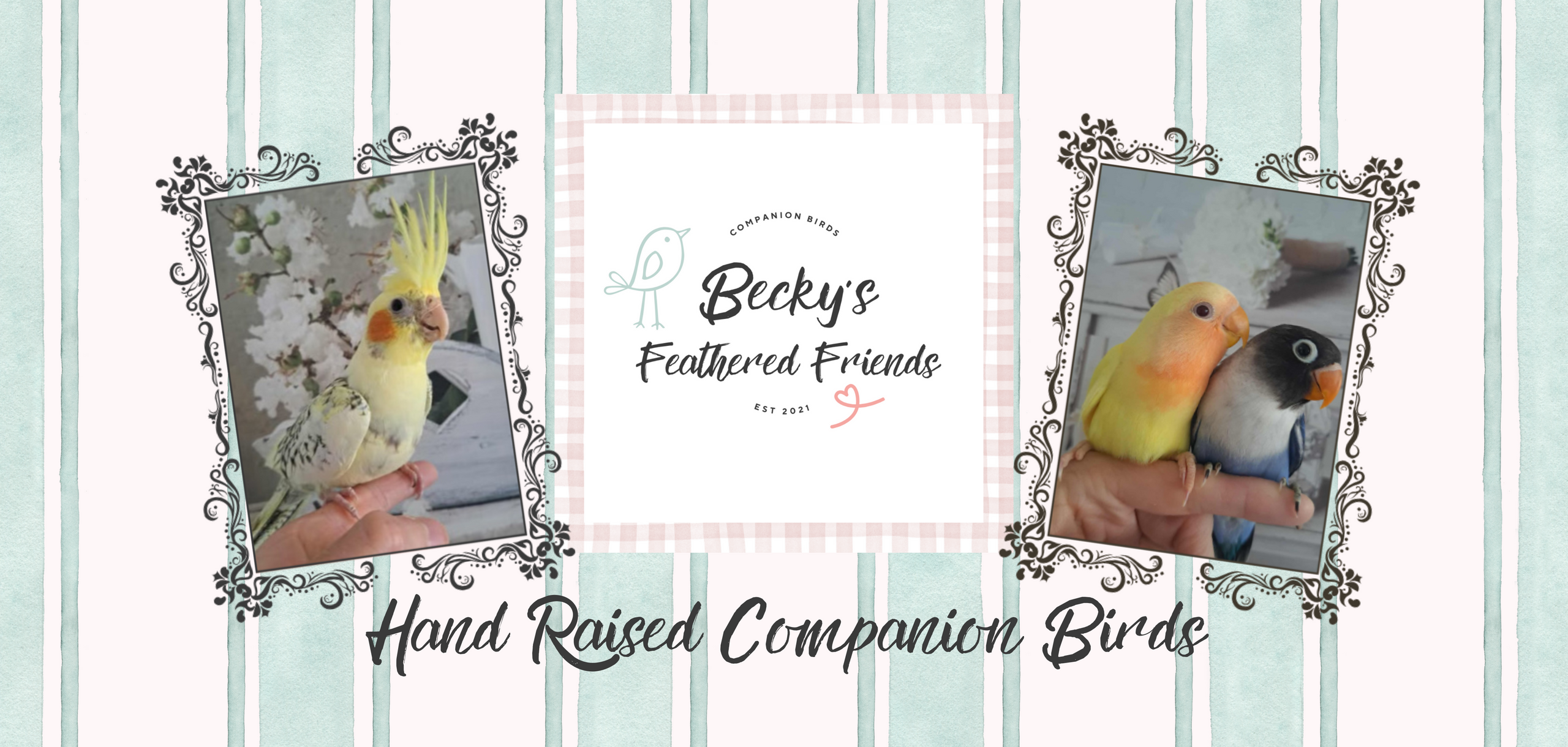 Becky's Feathered Friends – Becky's Feathered Friends